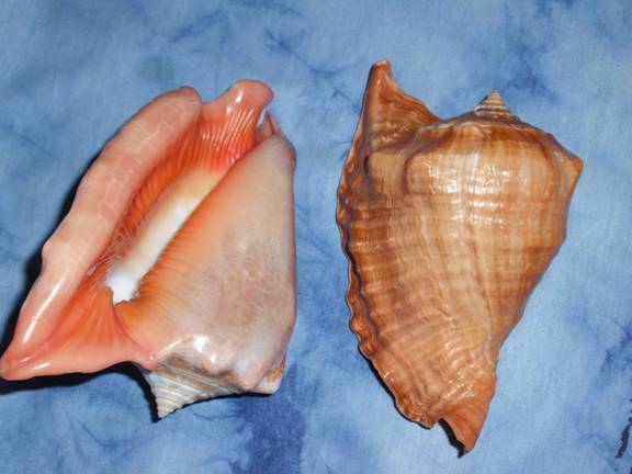 Konch Korner: Shells in San Carlos Mexico | List & Descriptions