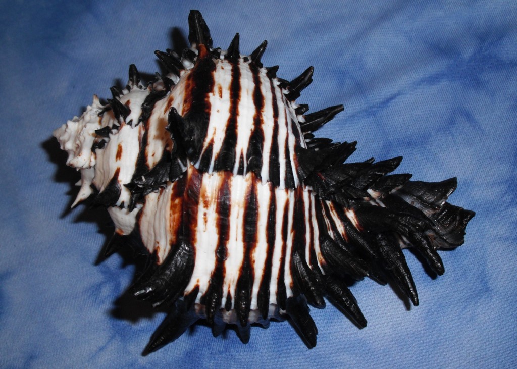 Konch Korner: Shells in San Carlos Mexico | List & Descriptions