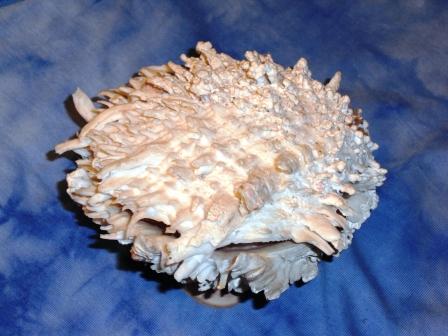 Konch Korner: Shells in San Carlos Mexico | List & Descriptions