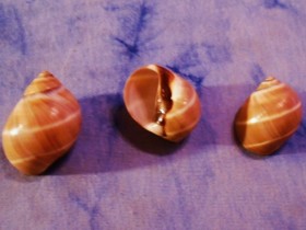 Konch Korner: Shells in San Carlos Mexico | List & Descriptions