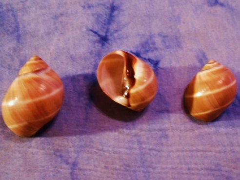 Konch Korner: Shells in San Carlos Mexico | List & Descriptions