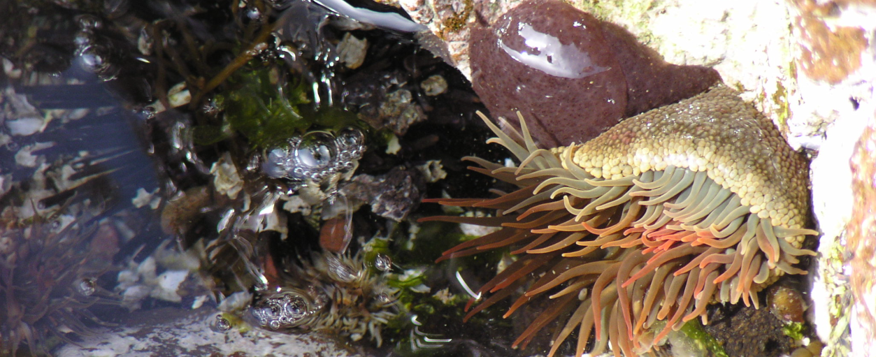 Tide Pool Discovery